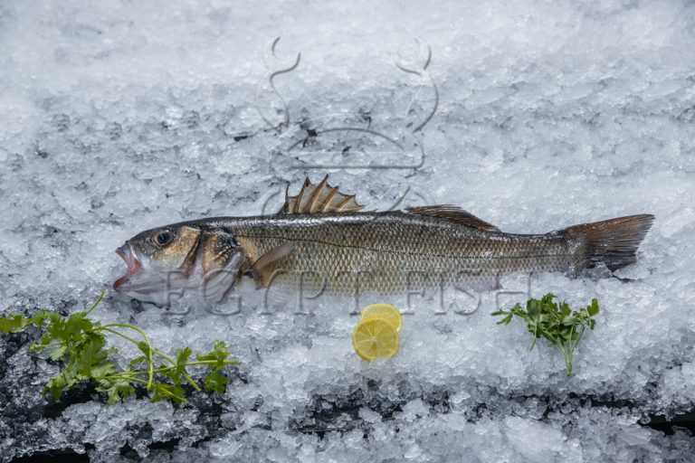 Egypt Fish – Mediterranean Sea