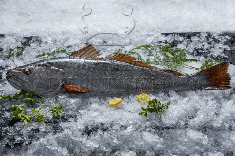 Egypt Fish – Mediterranean Sea
