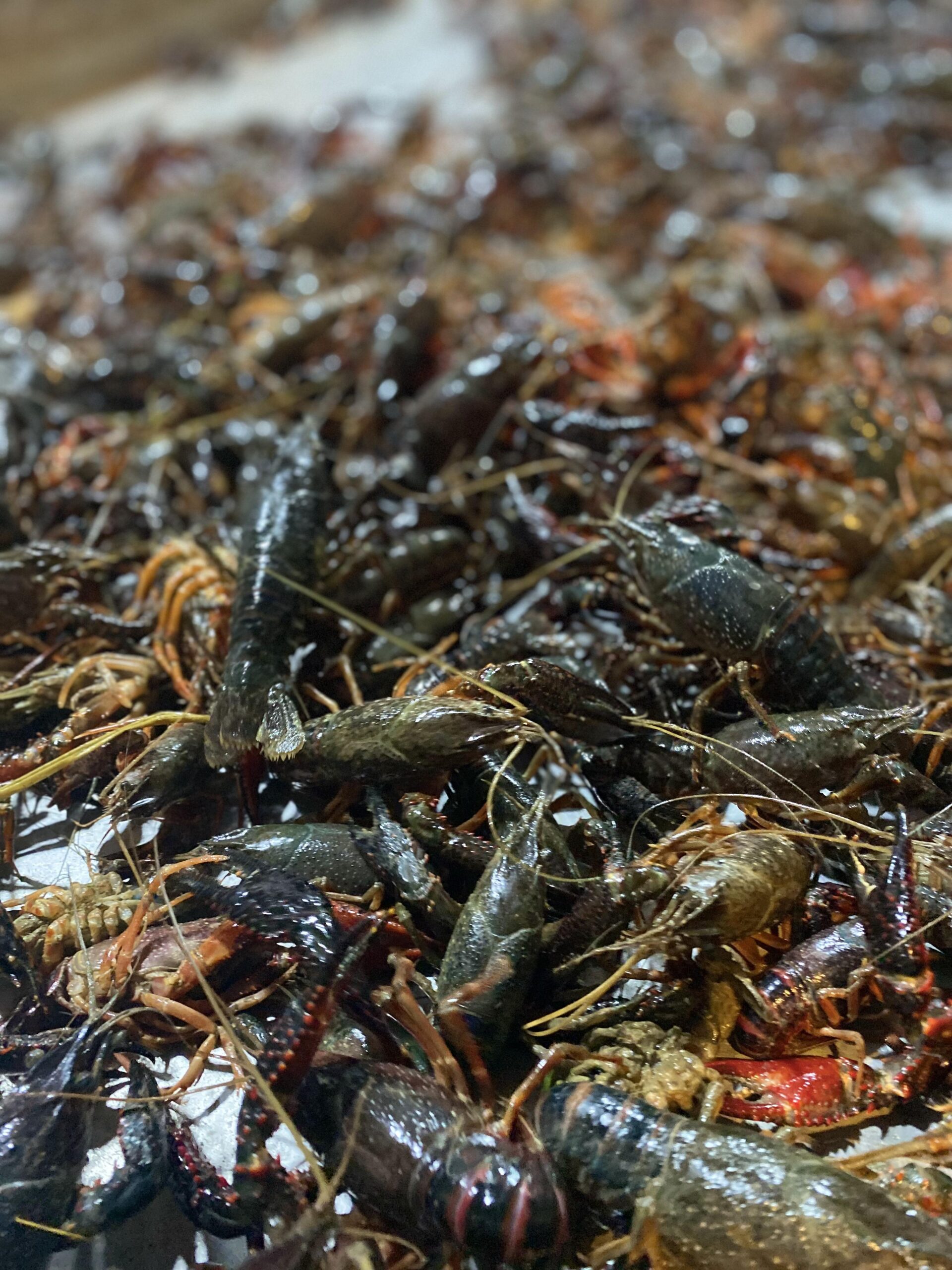 Red Swamp Crayfish – Egypt Fish