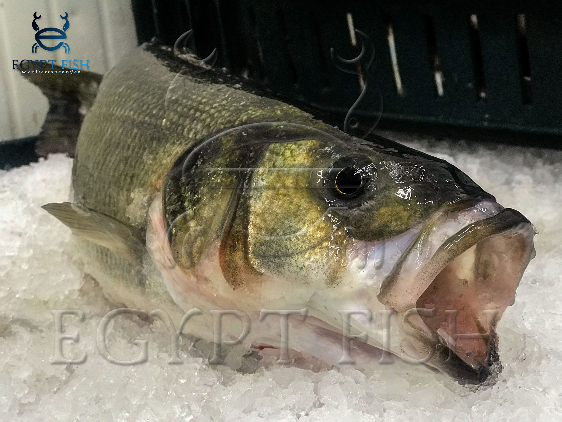 Sea Bass – Egypt Fish
