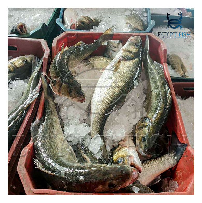 Sea Bass – Egypt Fish
