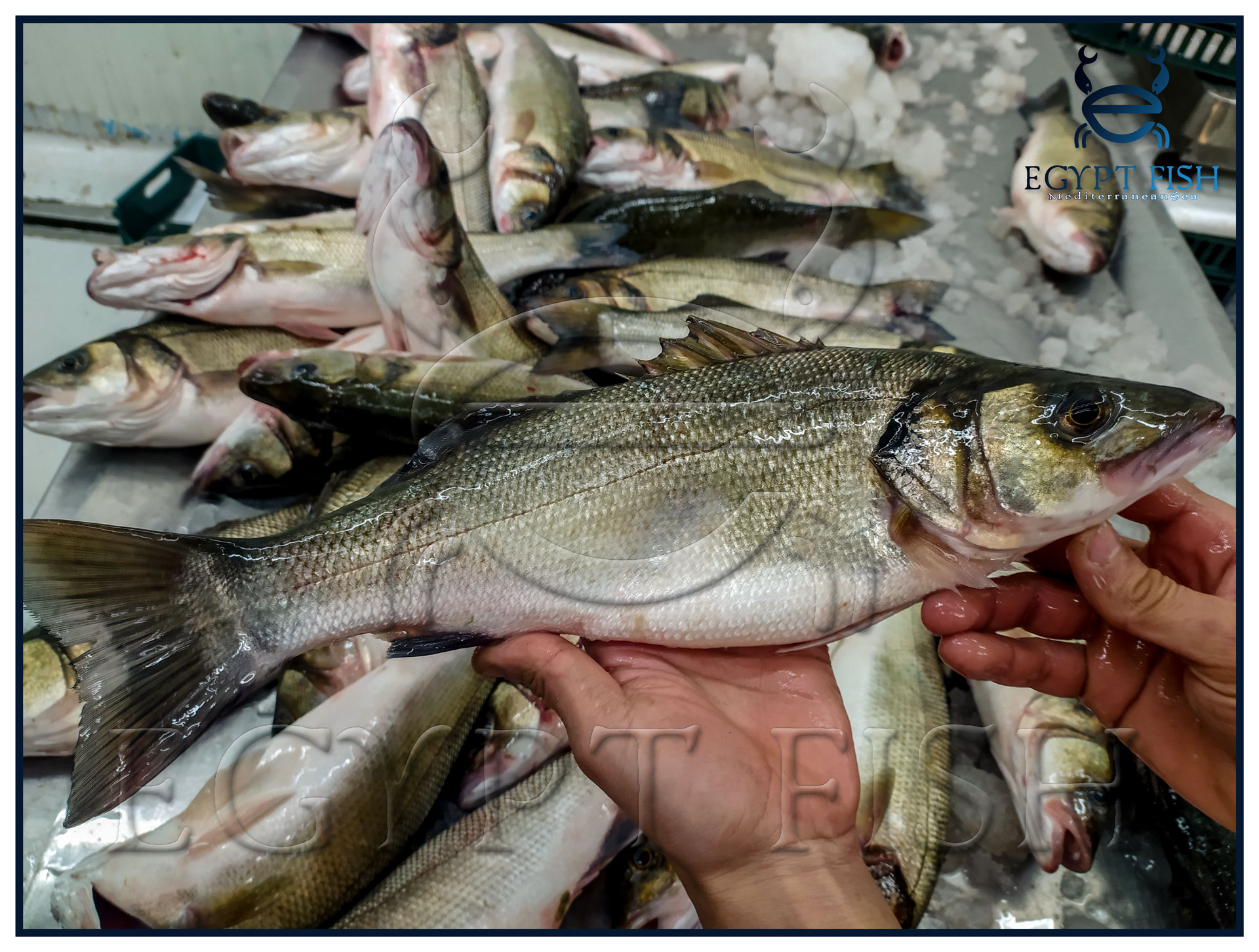Sea Bass – Egypt Fish